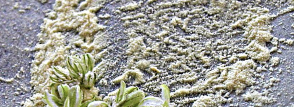 Cannabis Pollen: When, Why, and How to Use It - Follow News